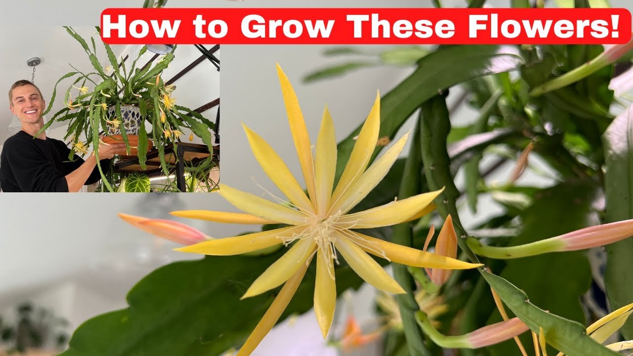 Flowering orchid cactus - Epiphyllum & Disocactus growing tips to get ...