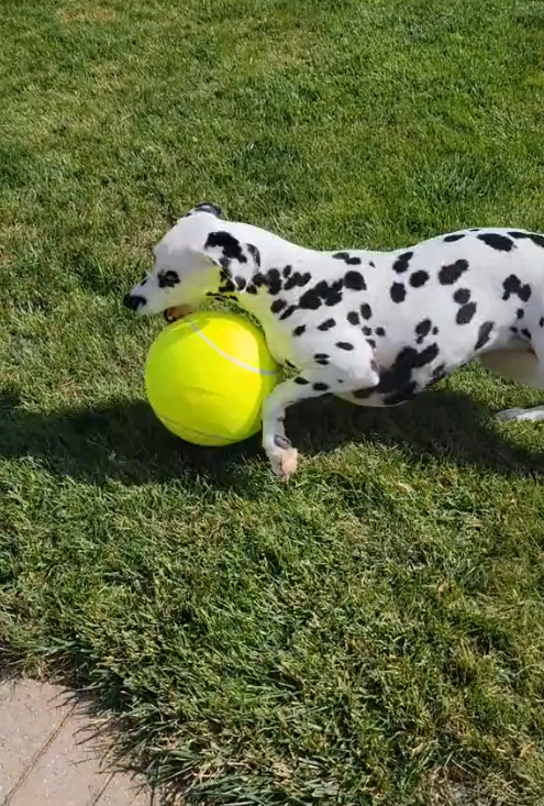 I got a new ball | Pure dog happiness in one moment