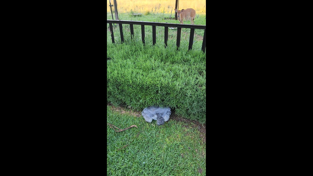 Schnauzer quality controller watches wildlife in Bloemfontein, South Africa