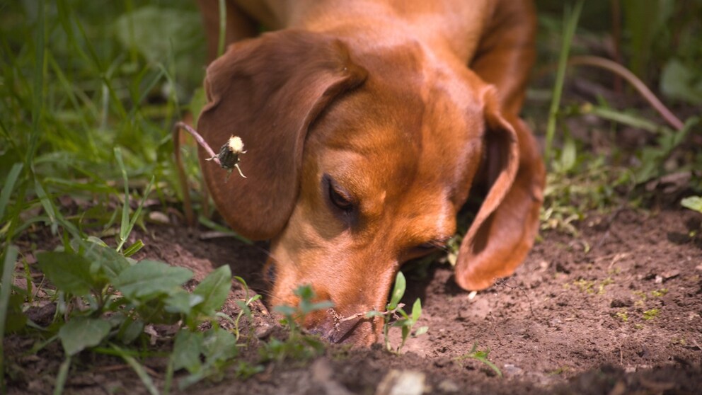 Why dogs eat dirt or soil