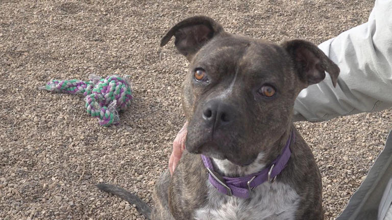 Pet of the week: Meet Phoebe
