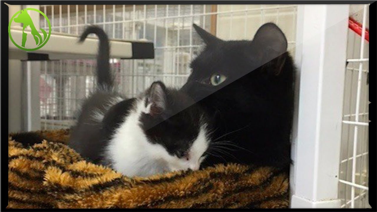 'Mom' cat found nurturing abandoned kittens isn't actually a mother at all