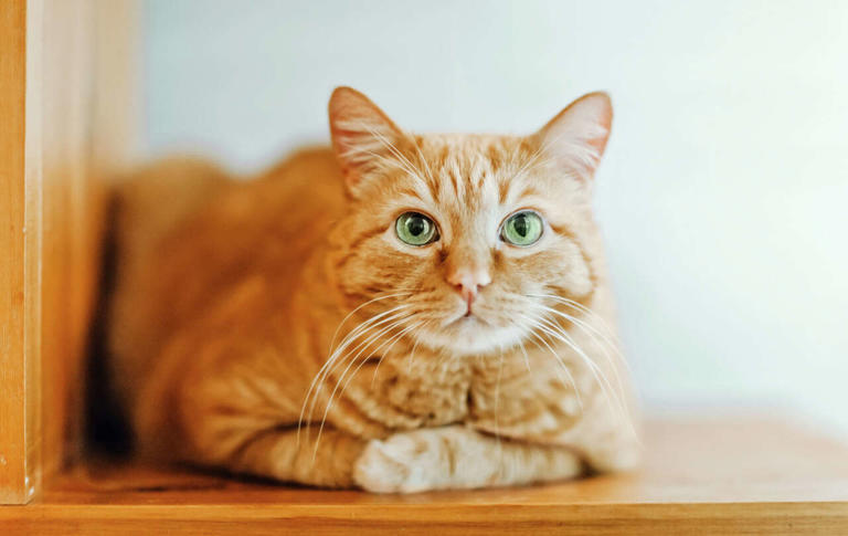 Internet chips in so Texas prison cat named Orange Julius can go to the vet