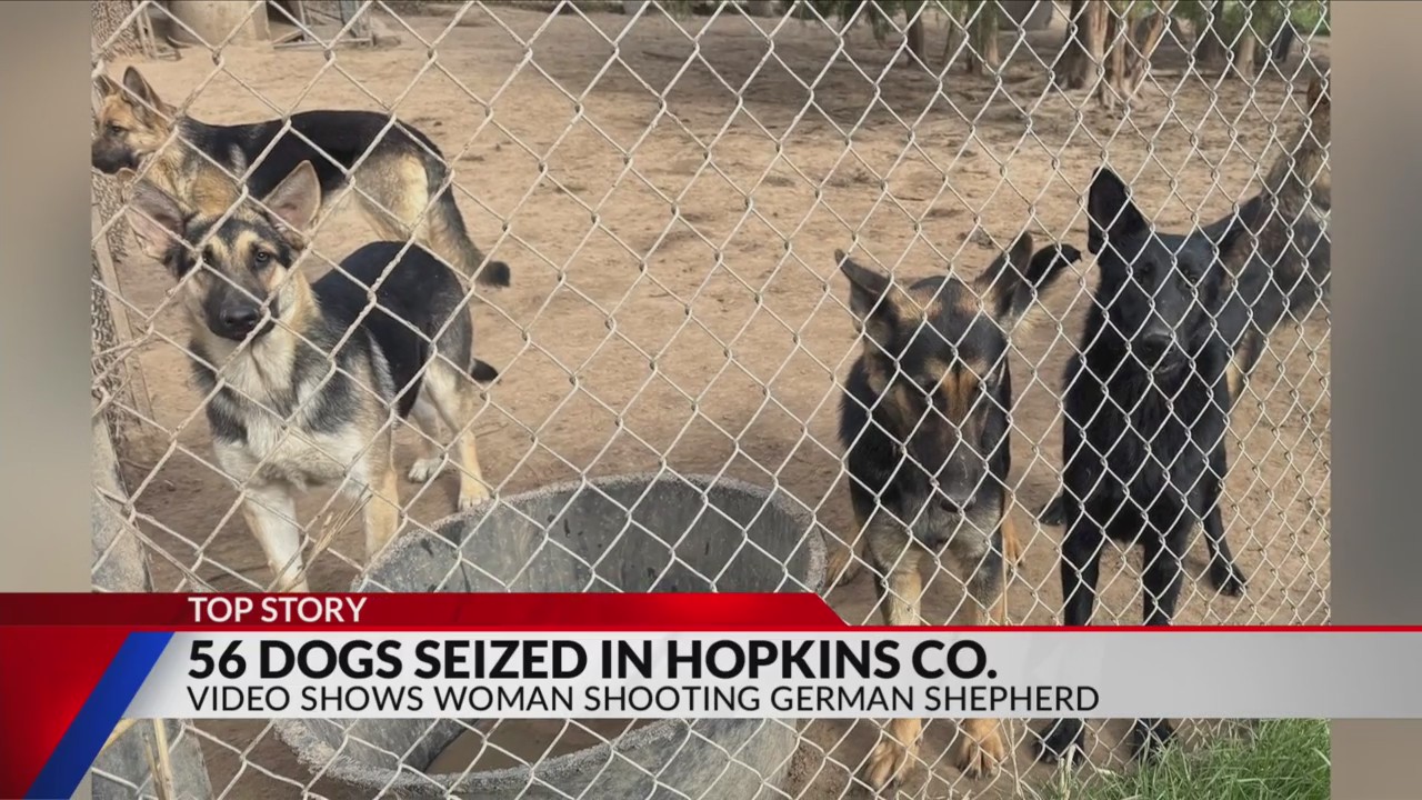 56 dogs taken from East Texas business after owner caught shooting dog
