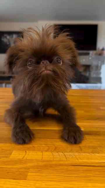 What are you feeling | Cute and funny dog moment