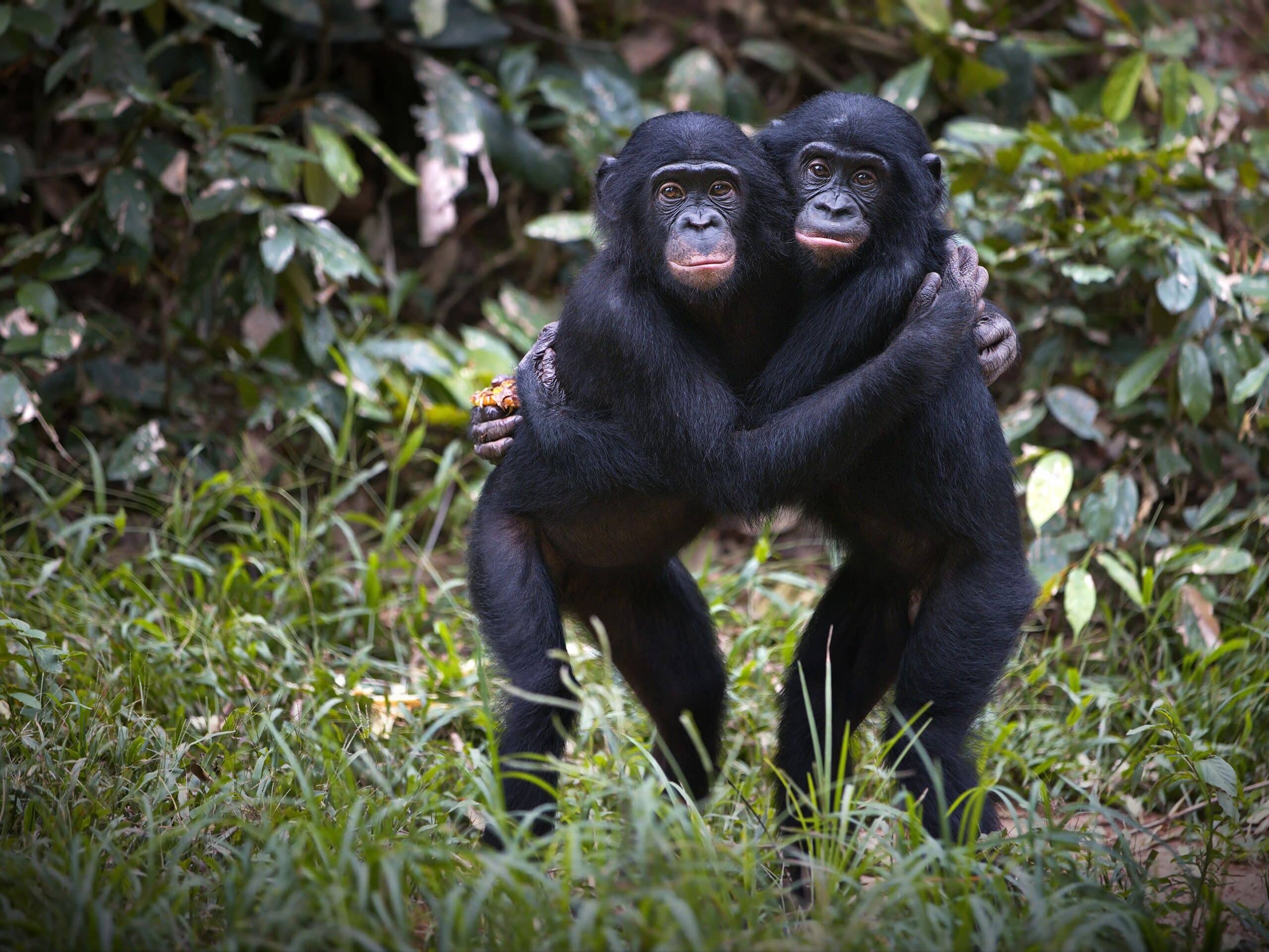 Scientists reveal what drives homosexual behavior in primates