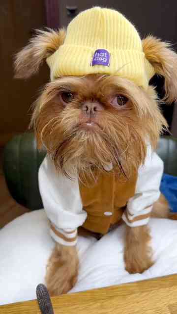 George got the grumpy gene | Dog hats from Hatdog brand