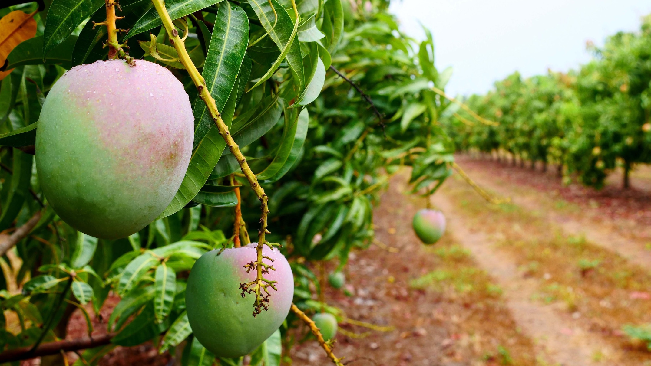 Carnarvon growers enjoy massive mango season, bringing prices down for ...
