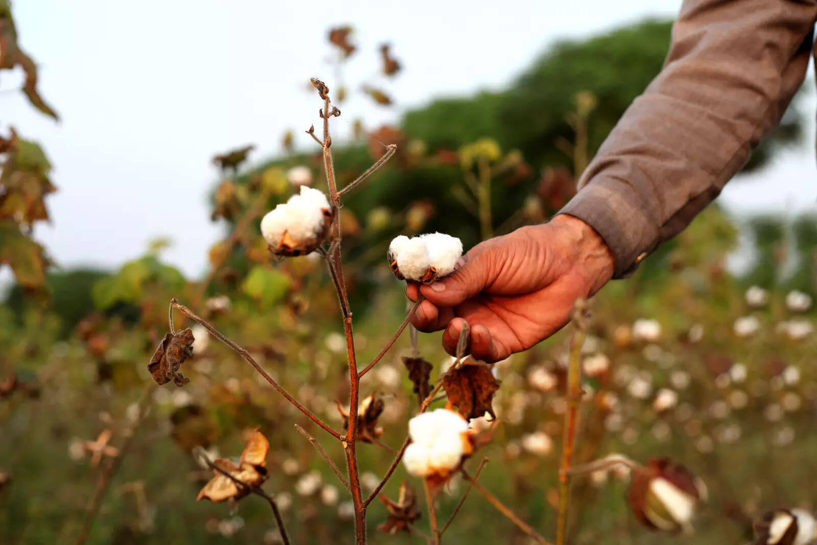 Industry body CITI seeks removal of import duty on cotton