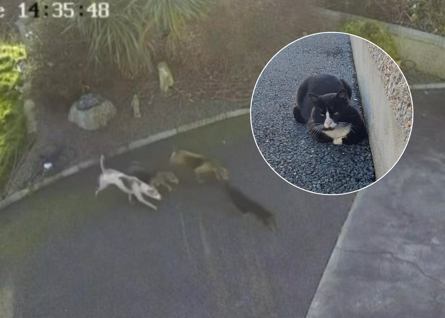 Co Down woman heartbroken after beloved pet cat 'torn apart' by hunt ...