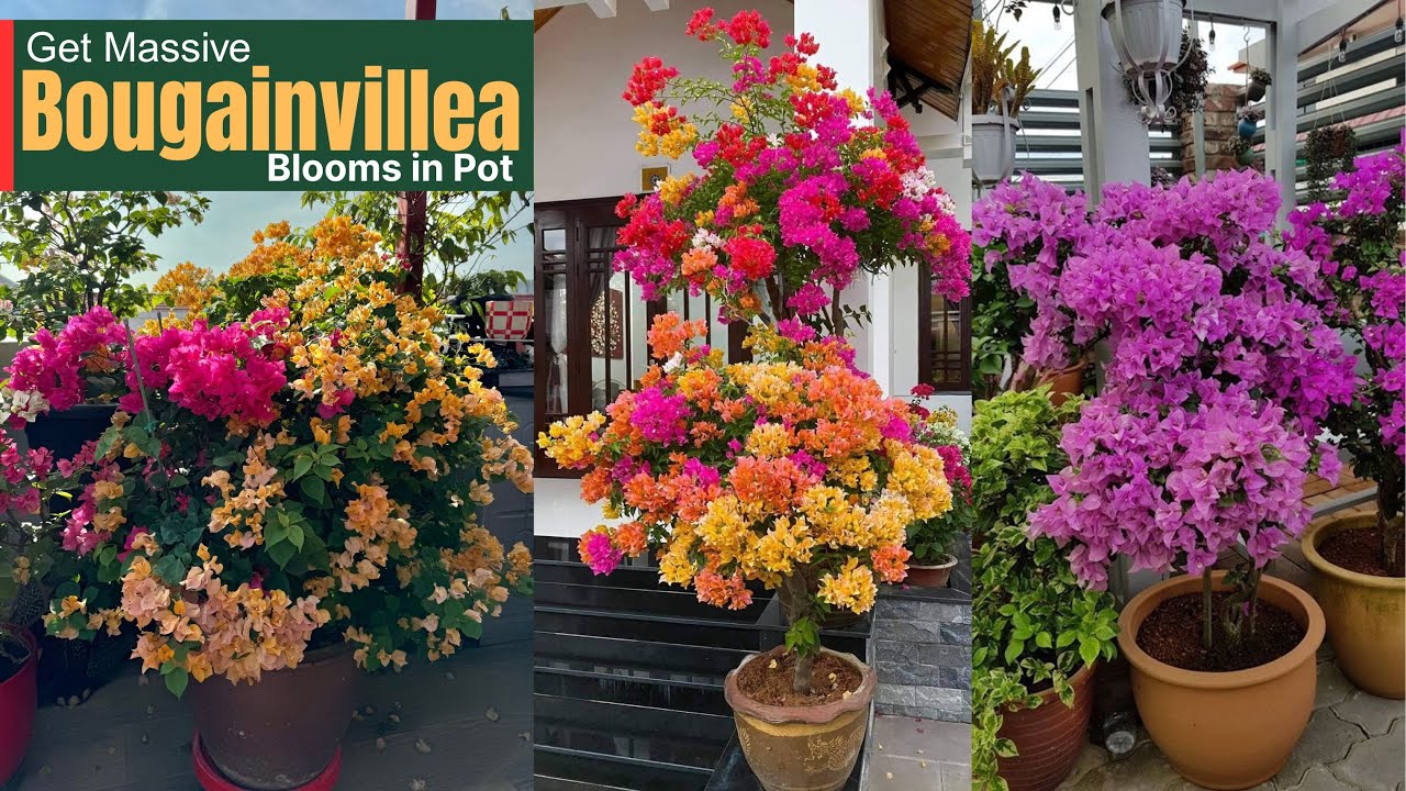 Bougainvillea in containers: The best way to grow them