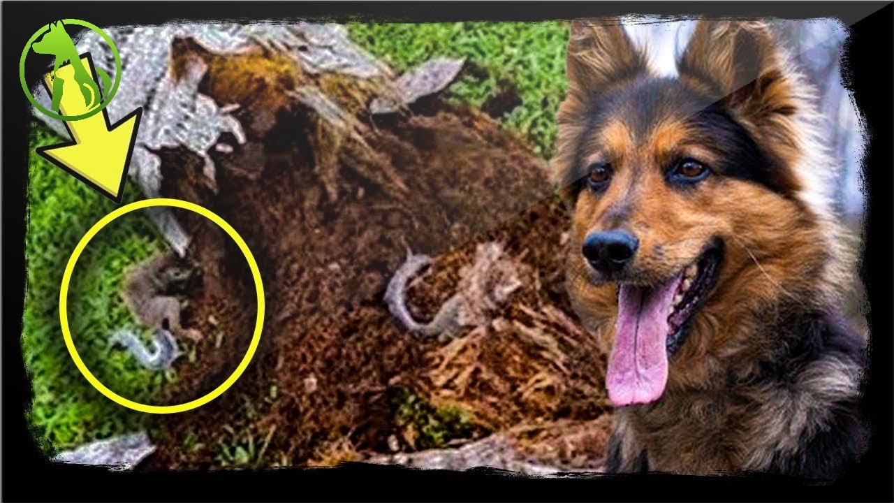 Ex police dog keeps barking at tree, dad finds a lot more than wood inside