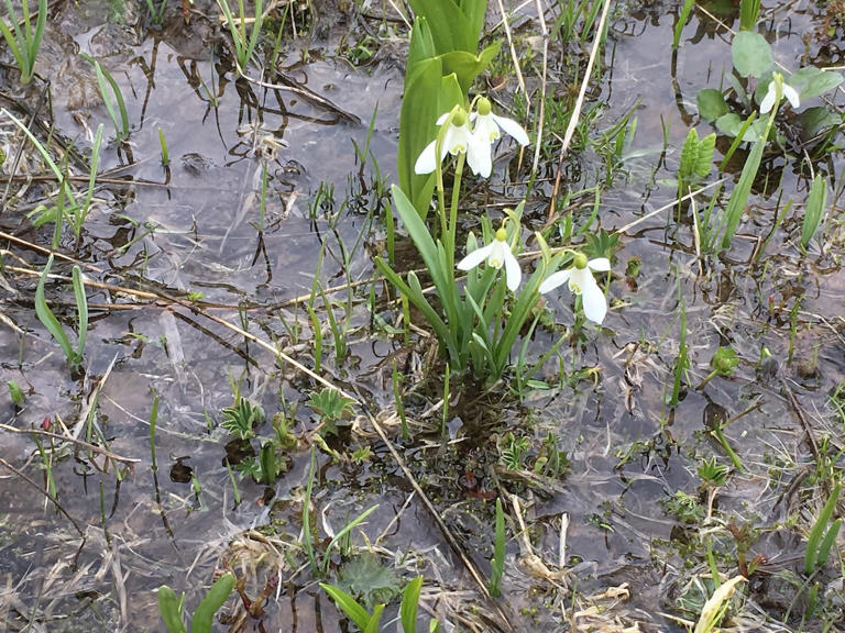 Photos: Kew Gardens’ top 10 newly named plants and fungi for 2025