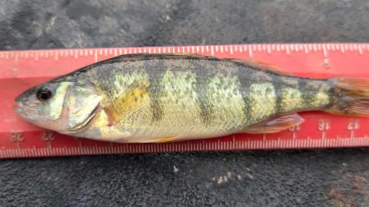Illegally stocked yellow perch caught in Island Park Reservoir
