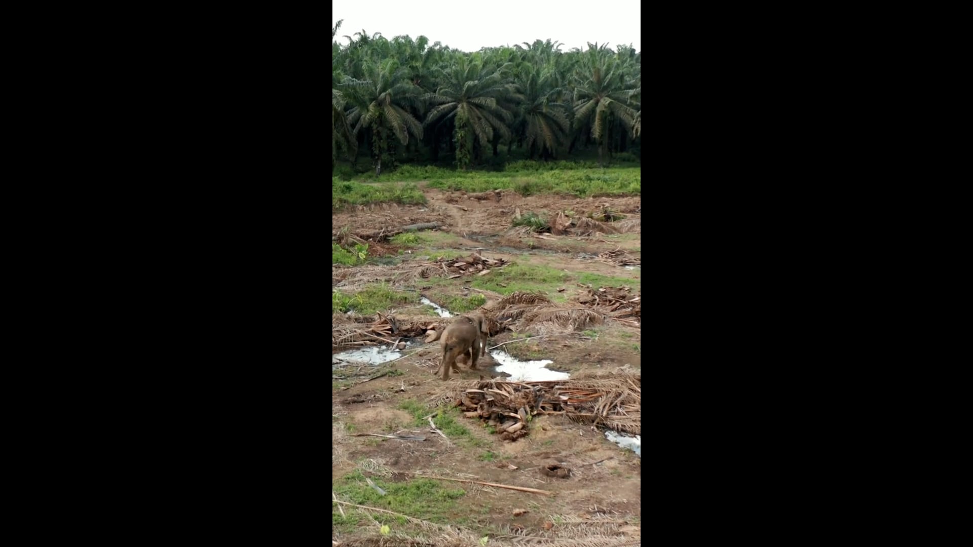 Máy bay không người lái hé lộ sự tàn phá: Cái giá tiềm ẩn của nạn phá rừng