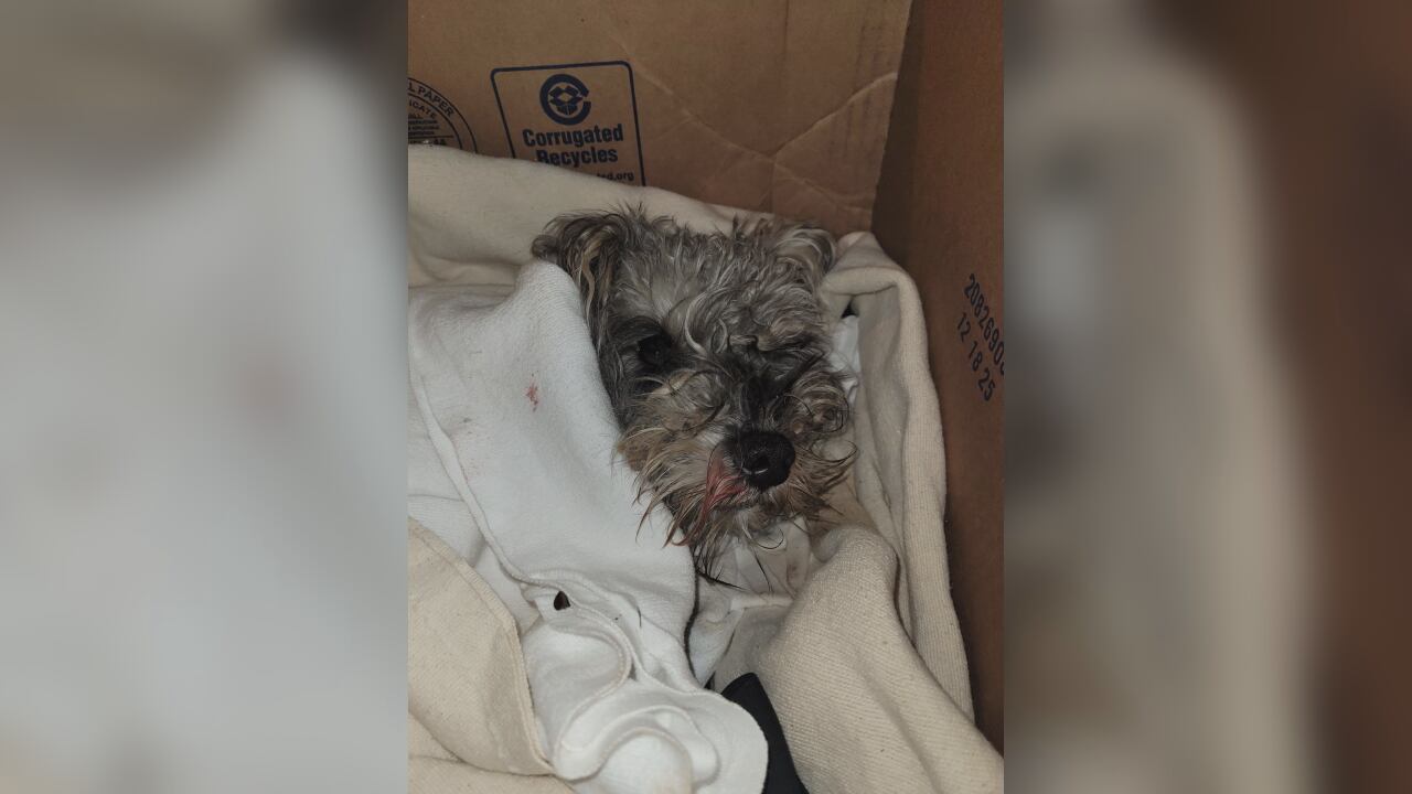 Dog hit-and-run highlights emergency veterinary care shortage in ...