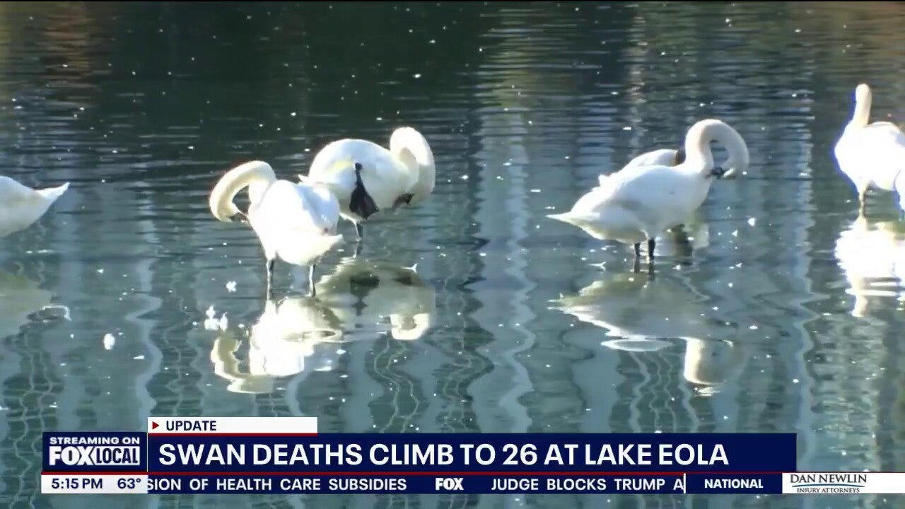 Swan deaths rise at Lake Eola as bird flu takes toll
