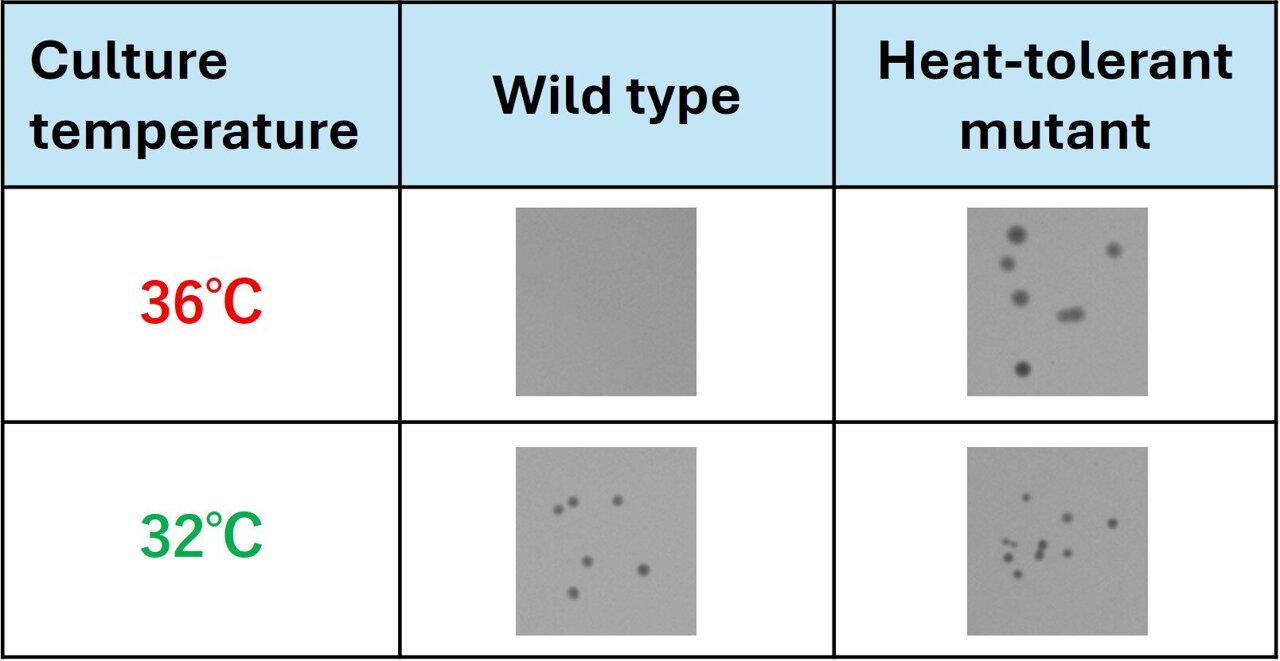 Gamma rays quickly toughen nitrogen‑fixing bacteria