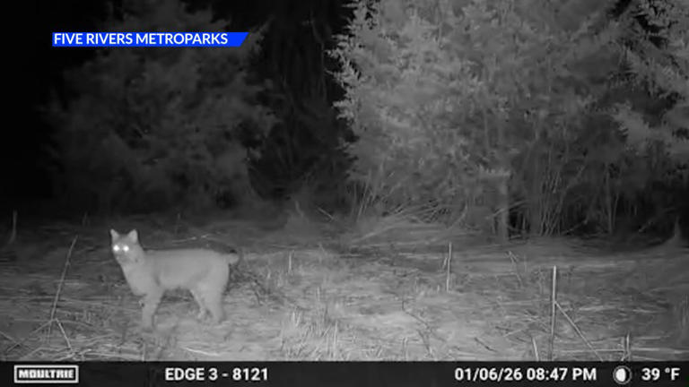 Bobcat sighting in the Miami Valley. How local metropark makes forest ...
