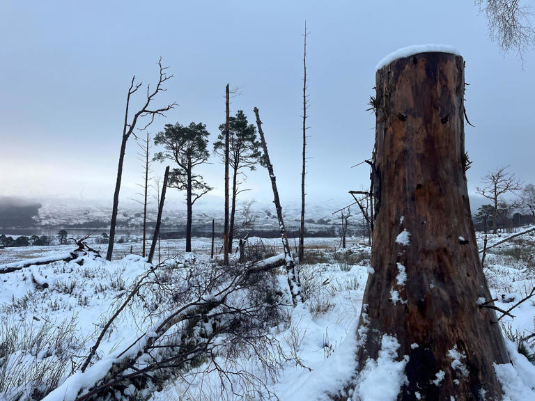 Bringing back Scotland's ancient pine forests