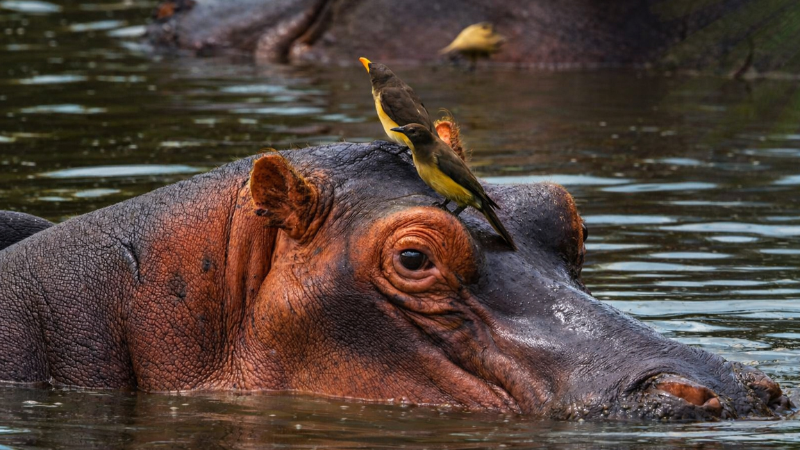 Birds resting on a hippopotamus