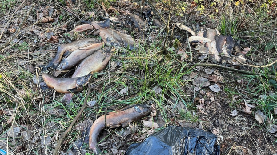 Salmon 'dumped' on side of Oregon highway prompts investigation