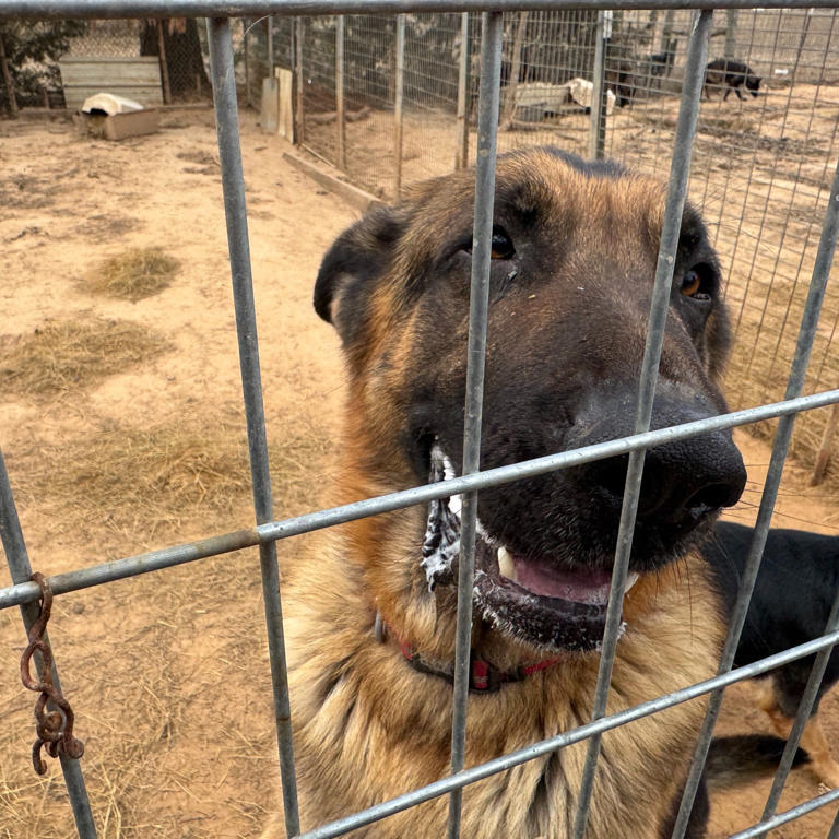56 dogs taken from East Texas business after owner caught shooting dog