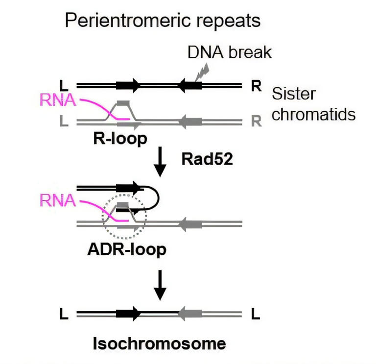 Yeast DNA changes reveal hidden triggers for cancer-linked chromosome chaos