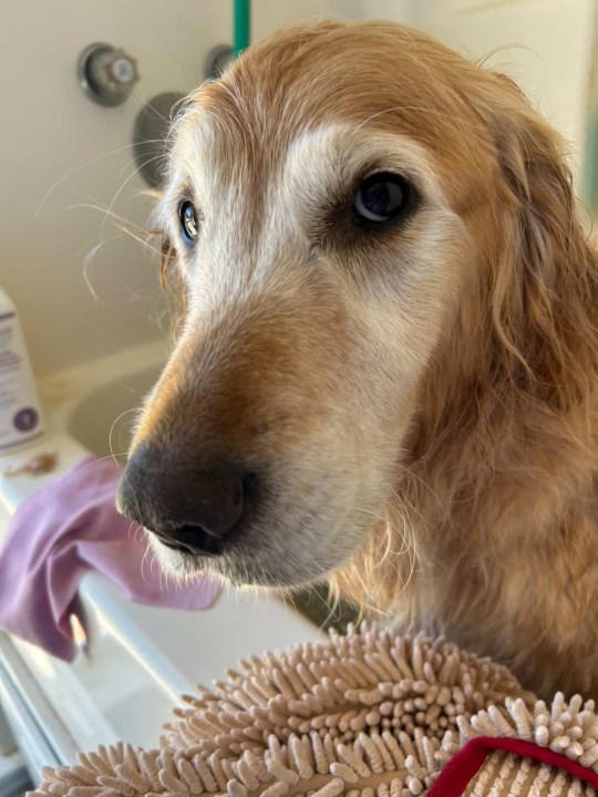 Inside MCH’s volunteer program: From shuttle drivers to therapy dogs