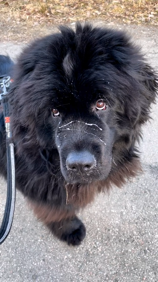 When a gentle giant turns into a drool machine