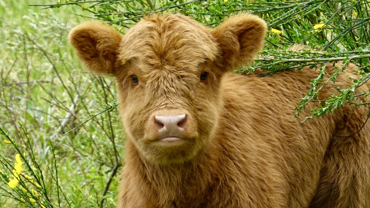 Baby cow and orange cat who are soulmates share the sweetest cuddle