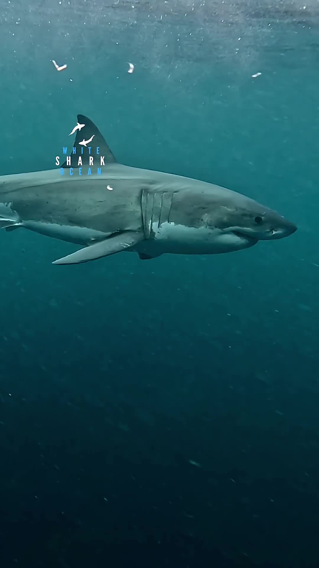 Great white shark silently cruising under the surface