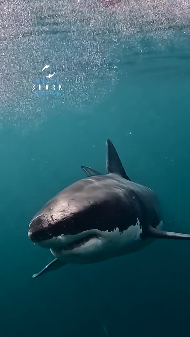 Great White Sharks Counter Shading Looking Sharp