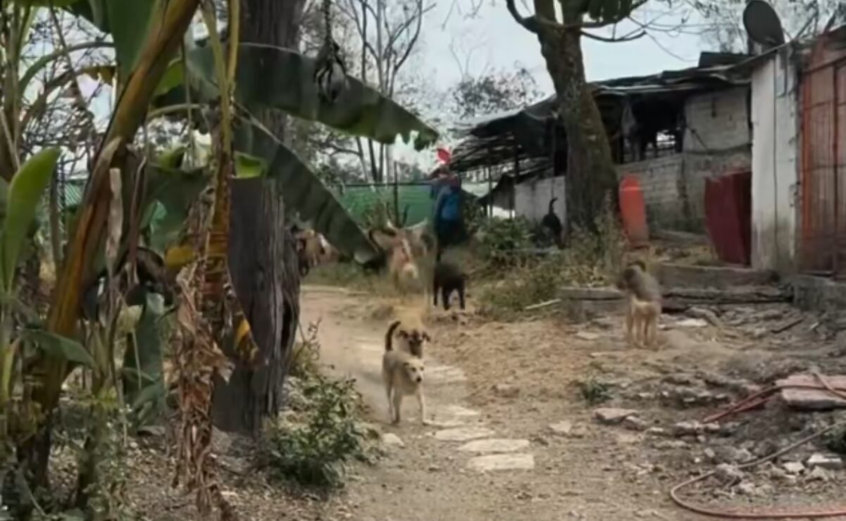 Refugio Franciscano comparte video de perros en albergue días antes del ...
