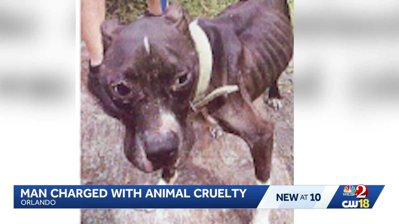 Orlando man facing charges for animal cruelty, smashing cinder block ...