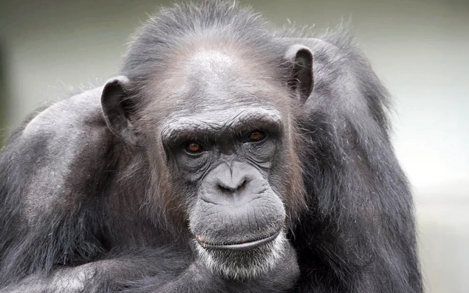 Chimpanzee Ai, renowned for literacy skills, dies in Japan