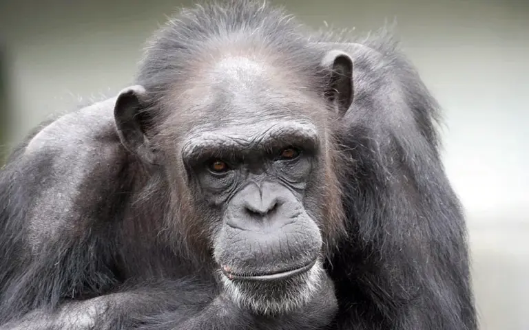 Chimpanzee Ai, renowned for literacy skills, dies in Japan