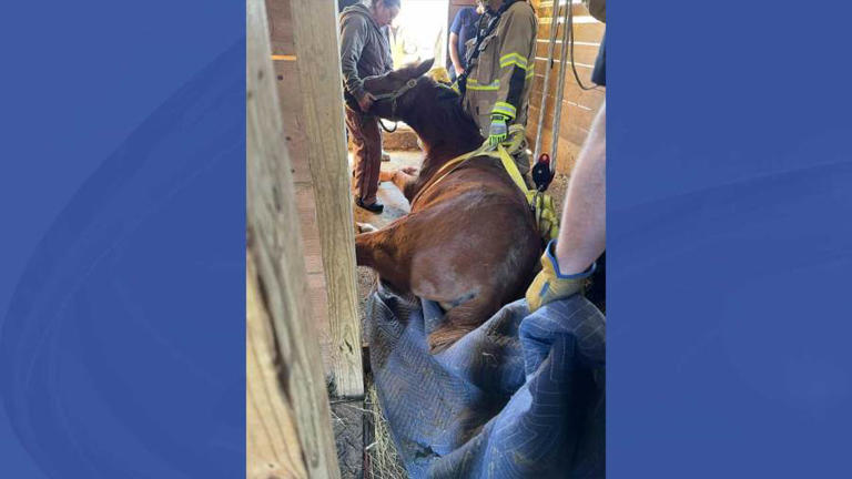 Crews come together to rescue trapped horse