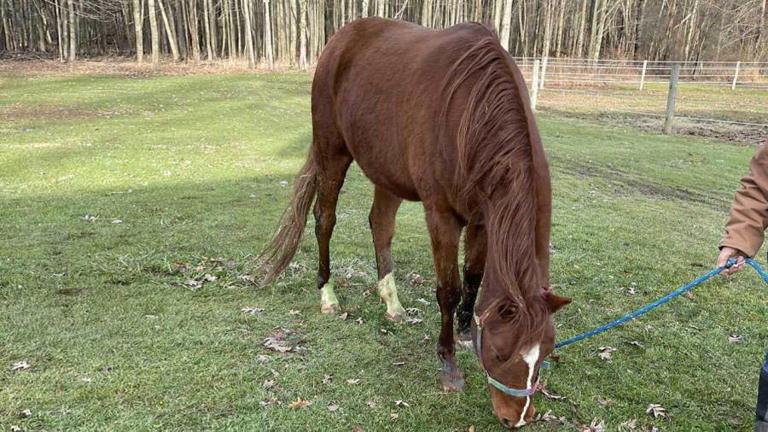 Crews come together to rescue trapped horse