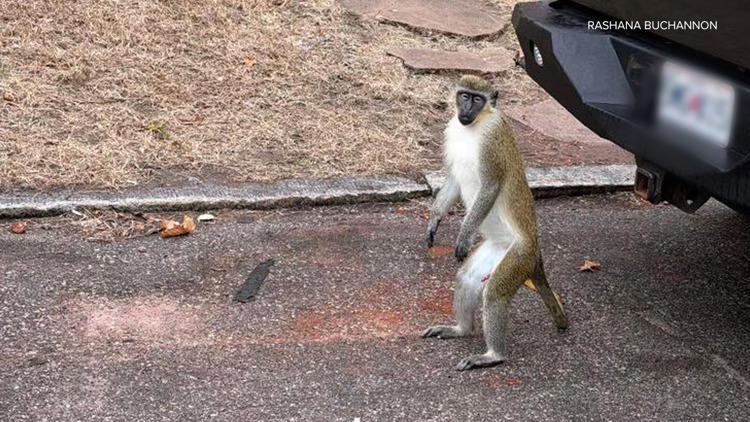 Vervet monkeys continue to elude capture, sparking concern near O ...