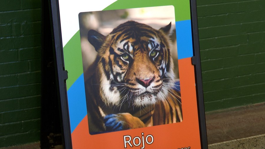 Miller Park Zoo bids farewell to Rojo, no new tiger planned