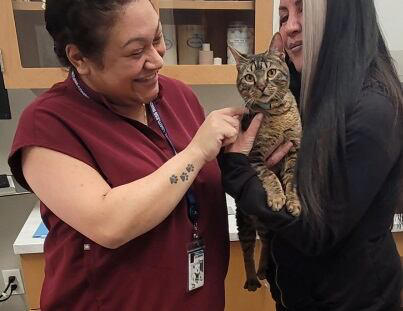 Bear the cat undergoes successful liver surgery at UC Davis
