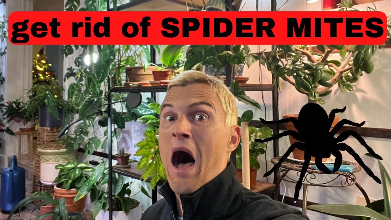 SPIDER MITES on Plants - How to Get Rid of them Fast & Know if You have ...