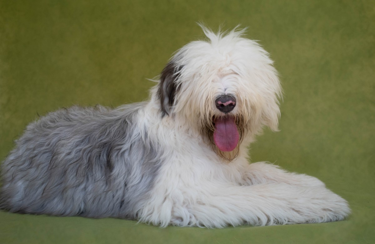 Chowder the Sheepdog Will Do Anything for Cheese and It's Too Cute ...