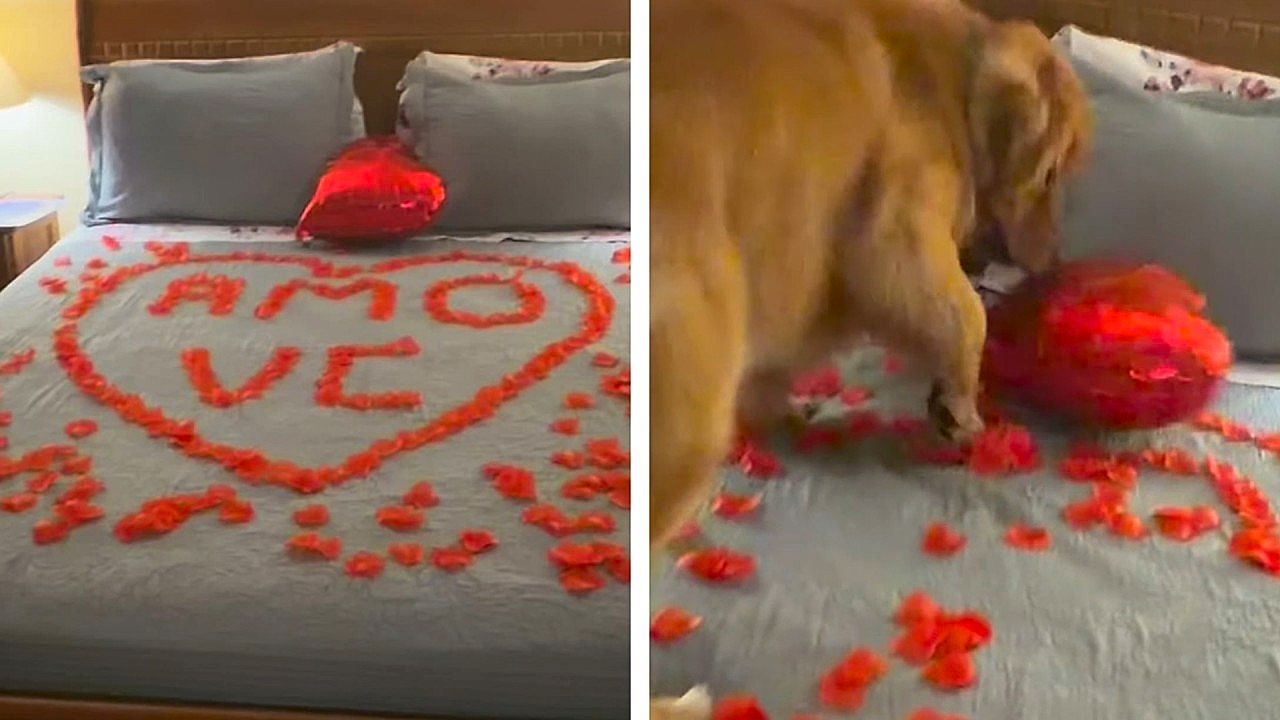 Excited dog ruins carefully made birthday surprise in seconds
