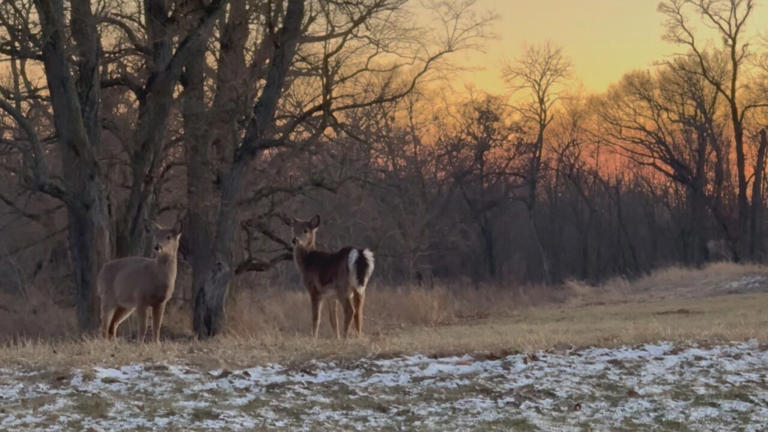 Iowa City looking to request deer sharpshooting season amidst rising ...