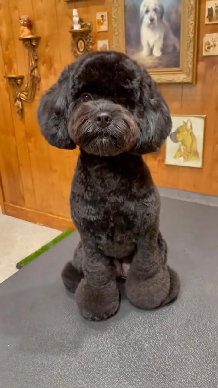 Singer Jenny Lewis celebrates her 50th birthday — by marrying her dog ...