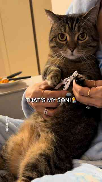 My cat is my son – exploring the bond between pets and owners