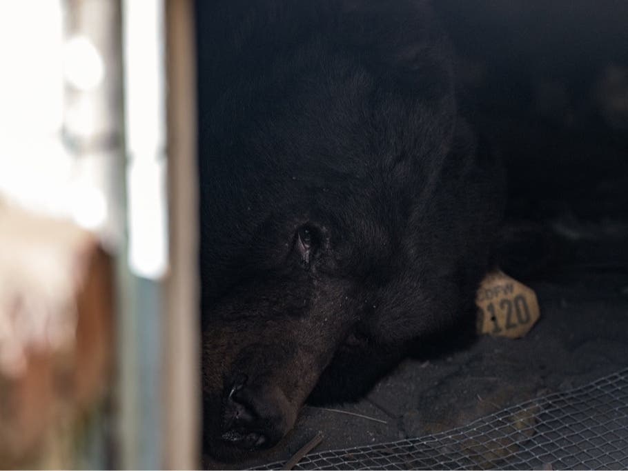 Bear moves in under another Altadena home after neighbor's ursine eviction