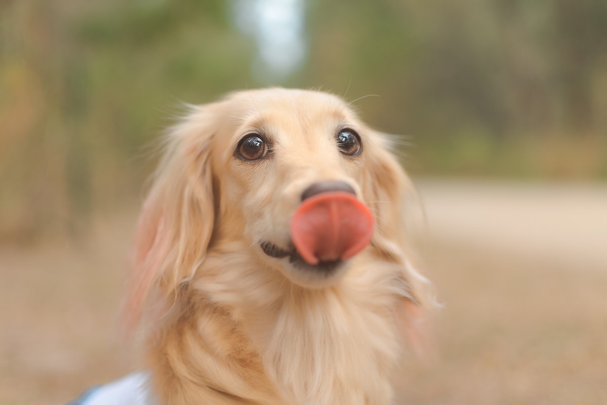 Goofy dachshunds’ three-way lick-fest is something only a dog mom could ...